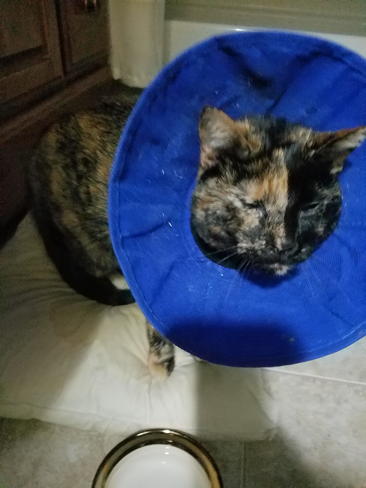 Cat pica syndrome - nibhtmc