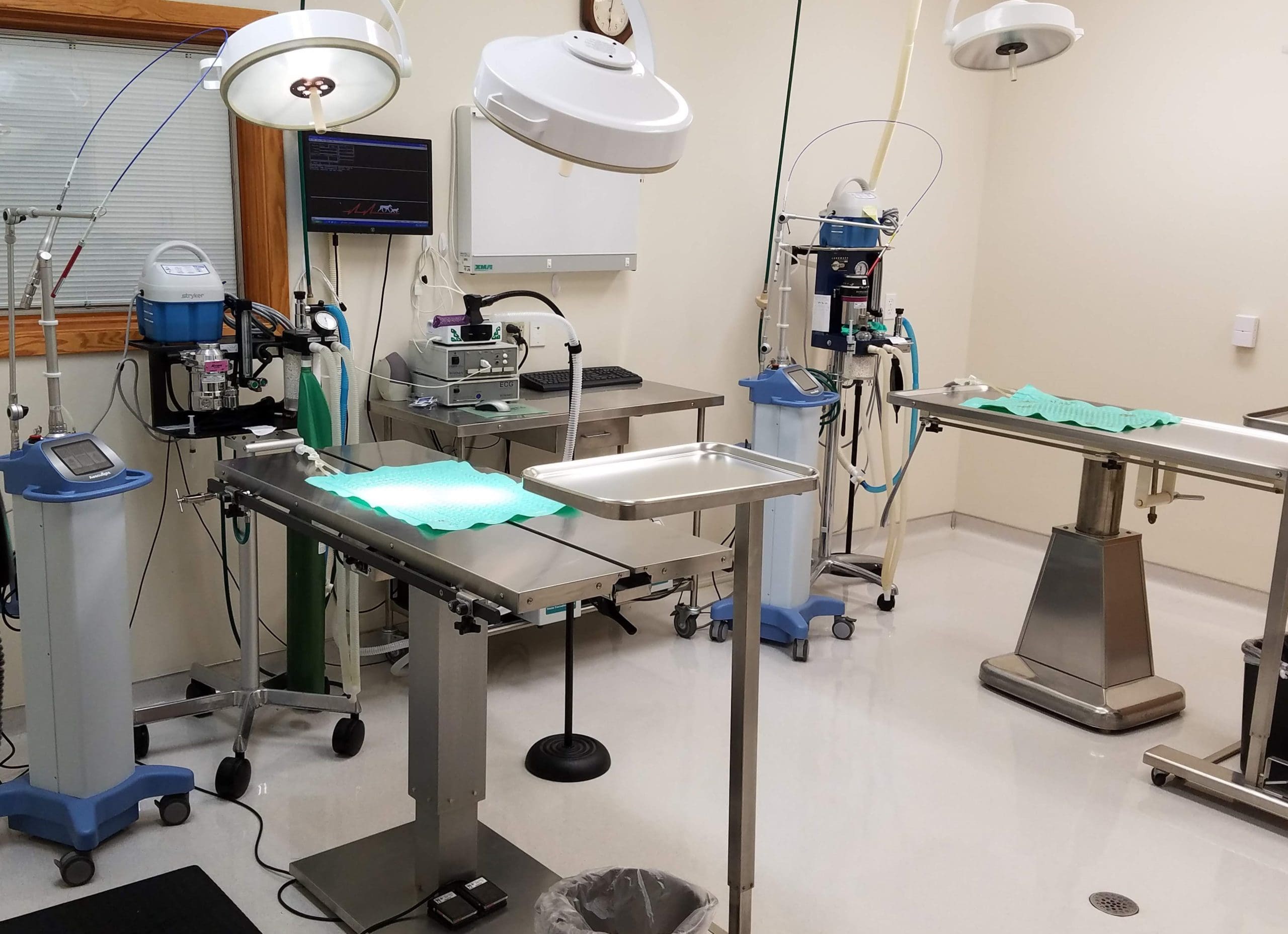 Surgery | Petcetera Animal Clinic